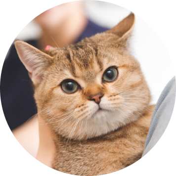 Home - VetPlus