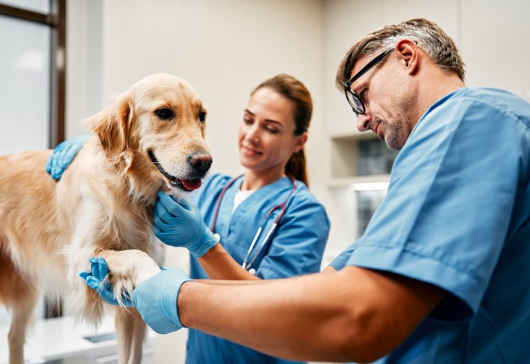 How to Prepare for a Vet Visit: Tips for a Stress-Free Trip - VetPlus