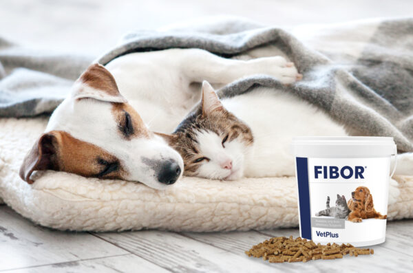 Home - VetPlus